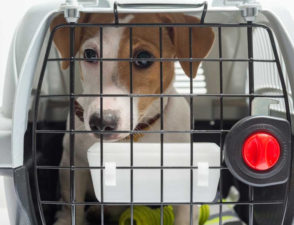 Best Dog Kennels German Shepherds/Labs/Large Dogs | My Little & Large