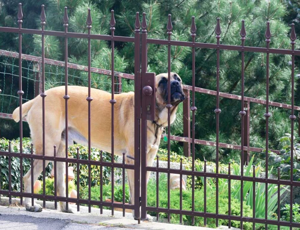 Air Conditioned Dog Houses Pet Comfort In The Heat | My Little & Large