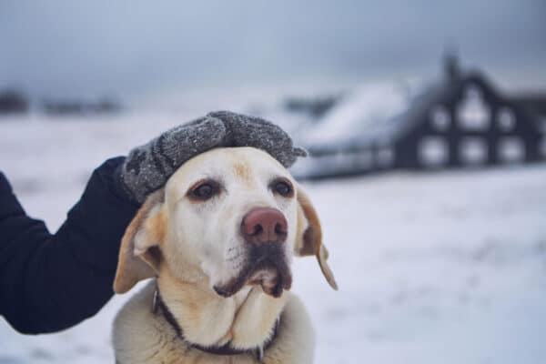 Ensuring Safety in Electrically Heated Dog Houses: What You Need to ...