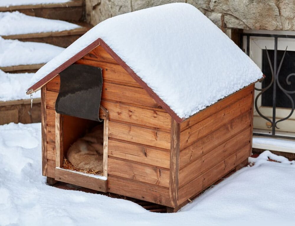 Embrace the Warmth: Understanding the Benefits of Heated Dog Houses ...