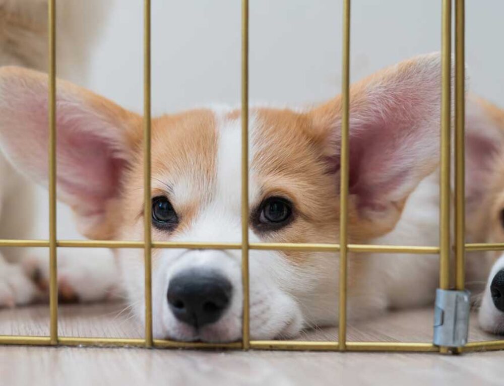 DIY Tips for Building a Custom Dog Kennel: A Step-by-Step Guide - My ...