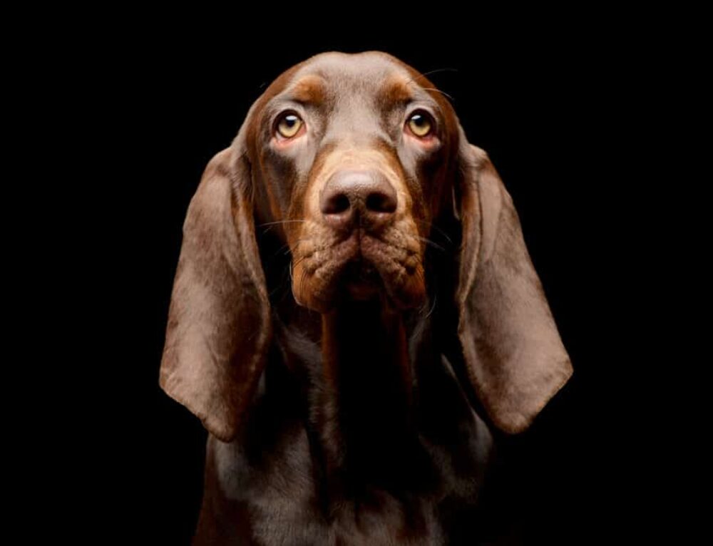 DIY Tips for Building a Custom Dog Kennel: A Step-by-Step Guide - My ...